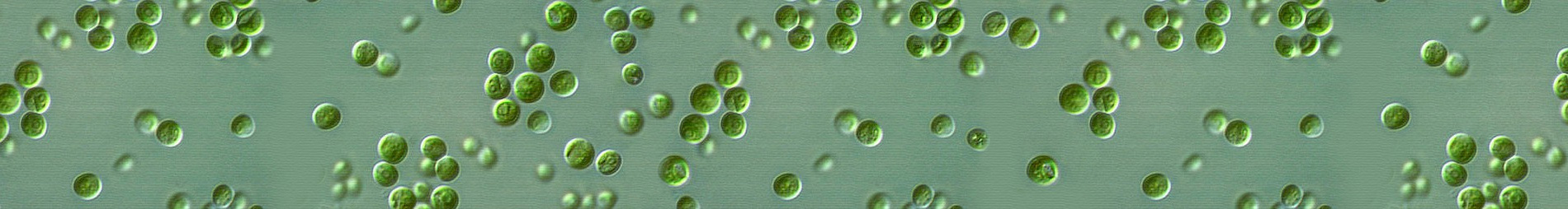 The Truth About Broken Cell Chlorella