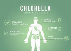 Chlorella Usage and Contraindications (2023)